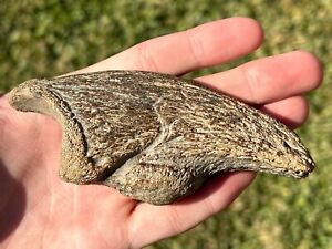 BEYOND RARE Texas Giant Ground Sloth Claw Fossil Pleistocene Mammal ...